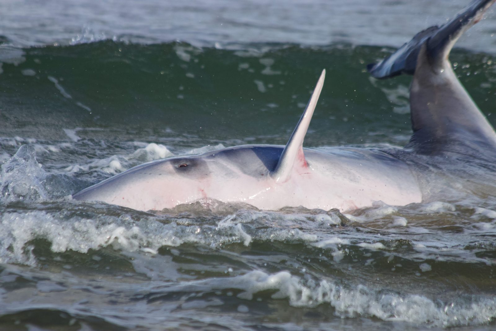 A Whale Of A Tale | The Town Common