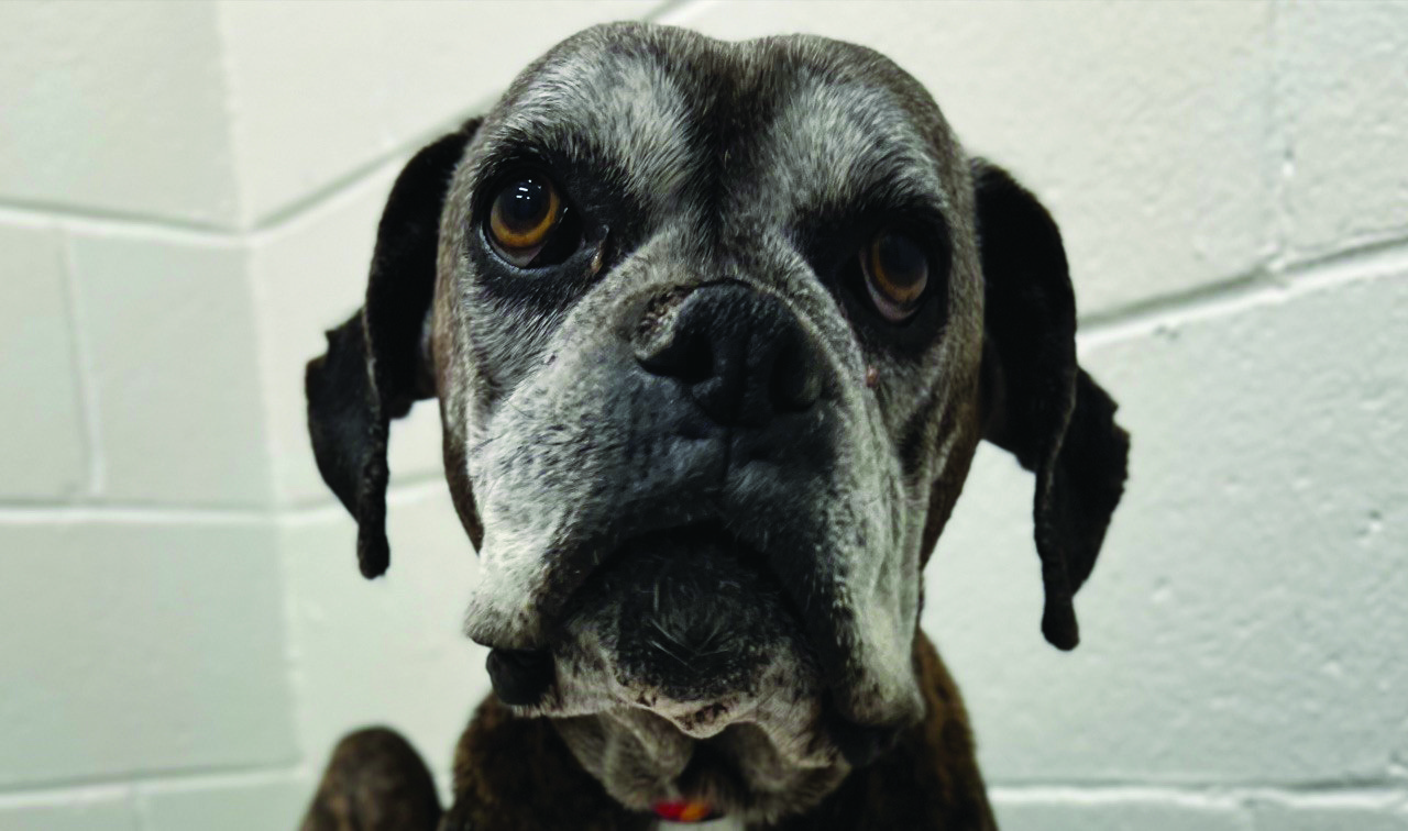 A Lot of Boxers To Adopt | The Town Common